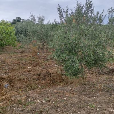 Terreno in Vendita Santa Flavia 39391159-6 | RE/MAX Italia